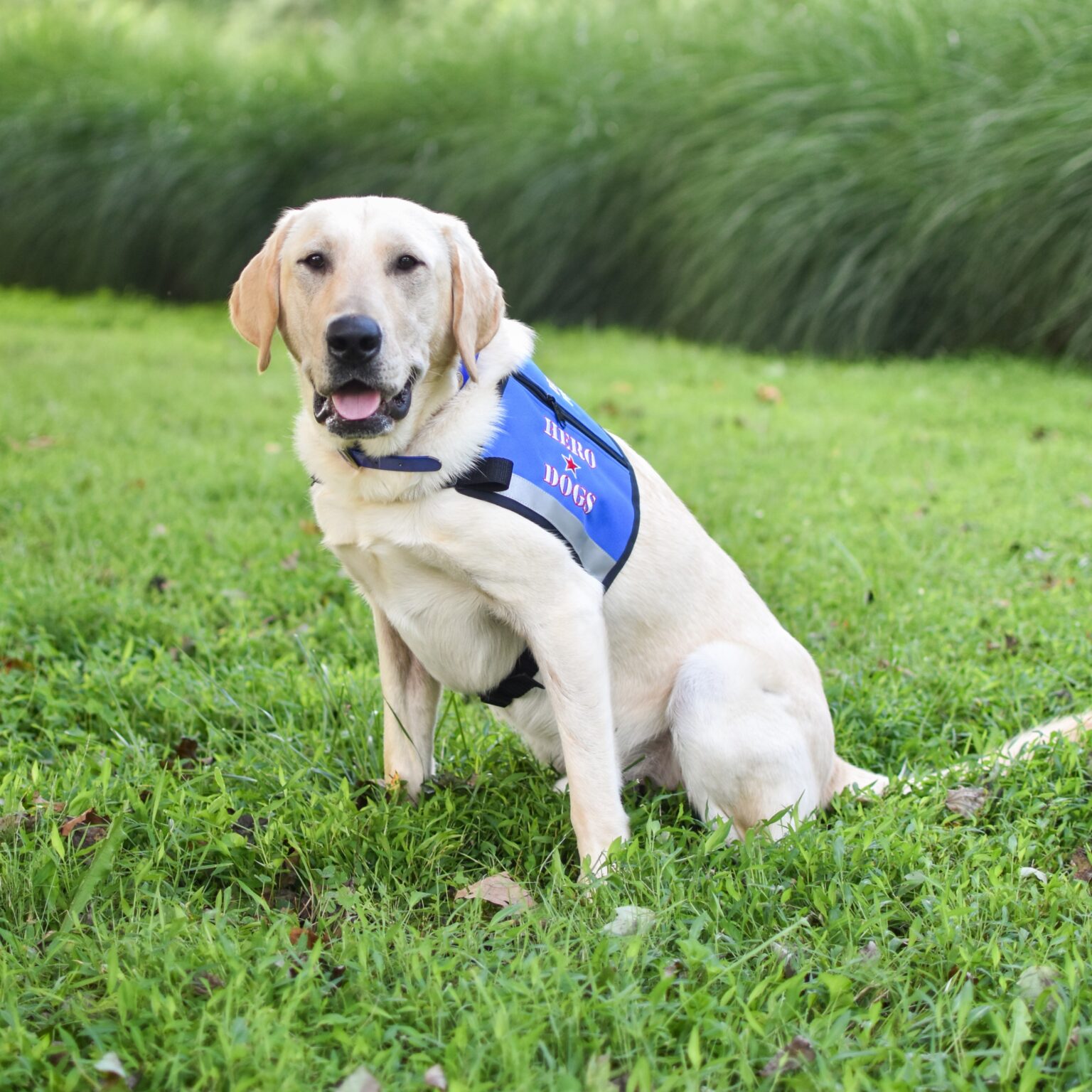 Hero Dogs provide support and comfort to Loudoun County fire fighters ... Hero Dogs provide support and comfort to Loudoun County fire fighters ...